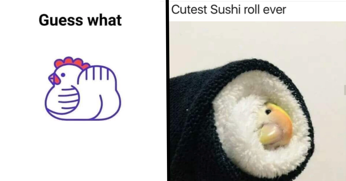 20+ Birb Memes To Soar To New Heights For Avid Avian Fanatics Of ...