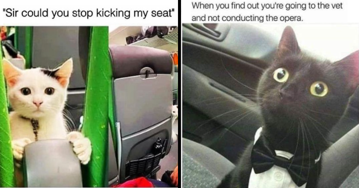 Sunday Feline Fun With 23 Hissterically Charming Cat Memes For A ...