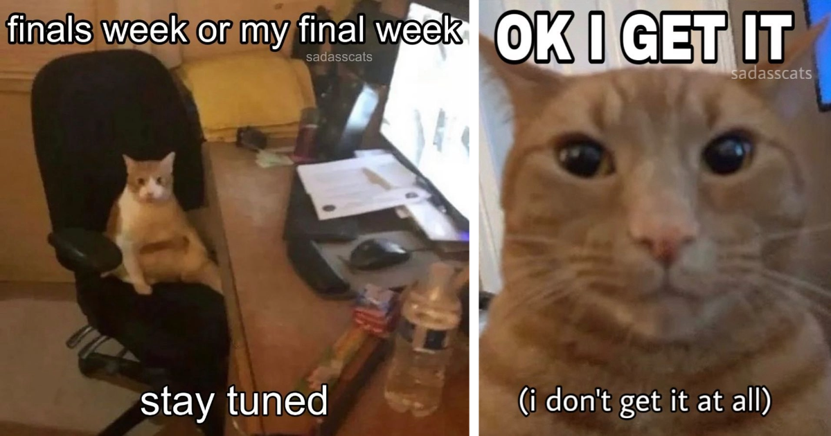 Wholesome Memes Of Curious Cats Ready To Come Home For Christmas Break ...