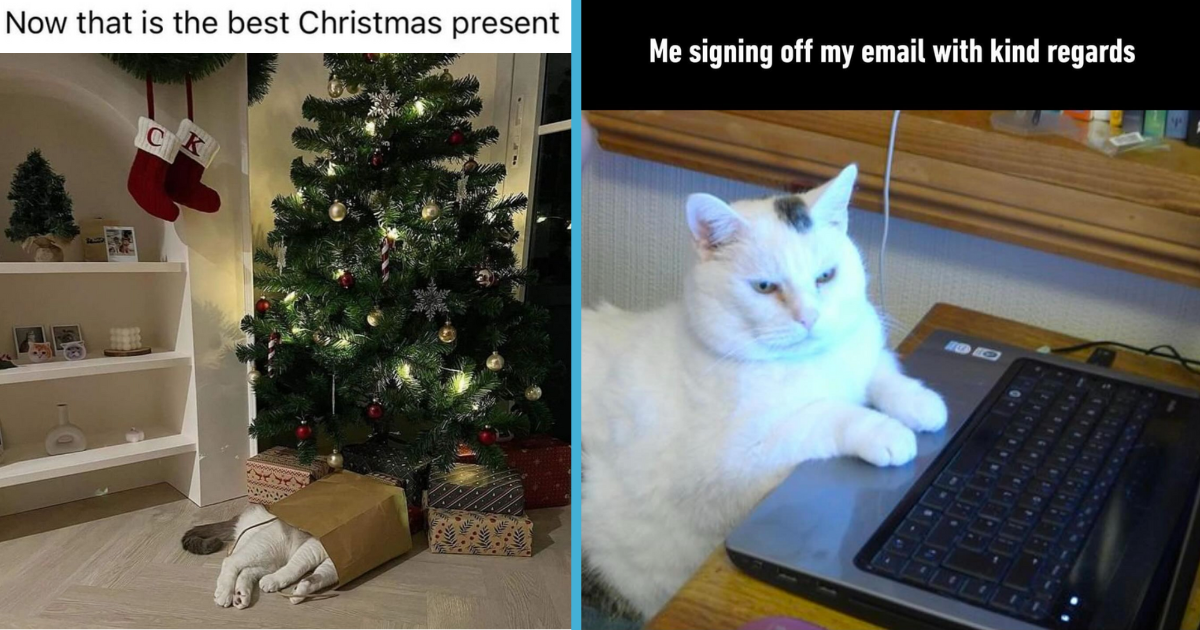 37 Hissterical Cat Memes For All The Grumpy Cats Who Need A Fast ...