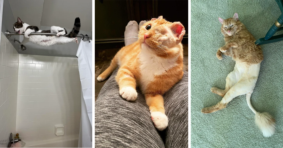 Meet The Newly Adopted Faces Of The Year: The 50 Most Heartwarming Cat ...