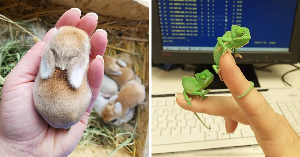 22 Of The Cutest Itty Bitty Baby Animals That Can Easily Fit In The ...