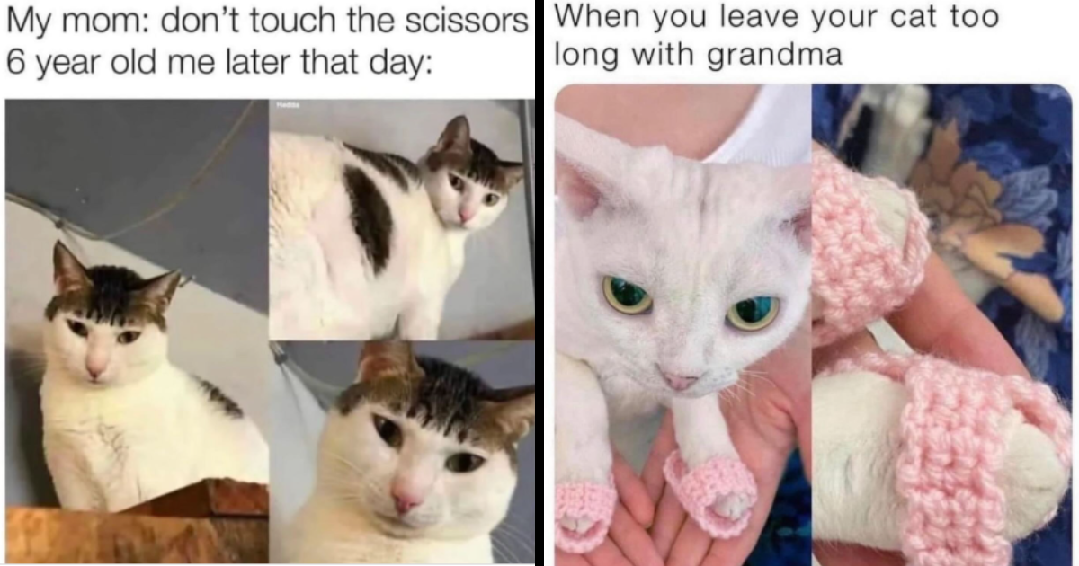 23 Feline Fun Memes For A Pawsitively Purrfect Fiesta Of Feline Fun - I ...