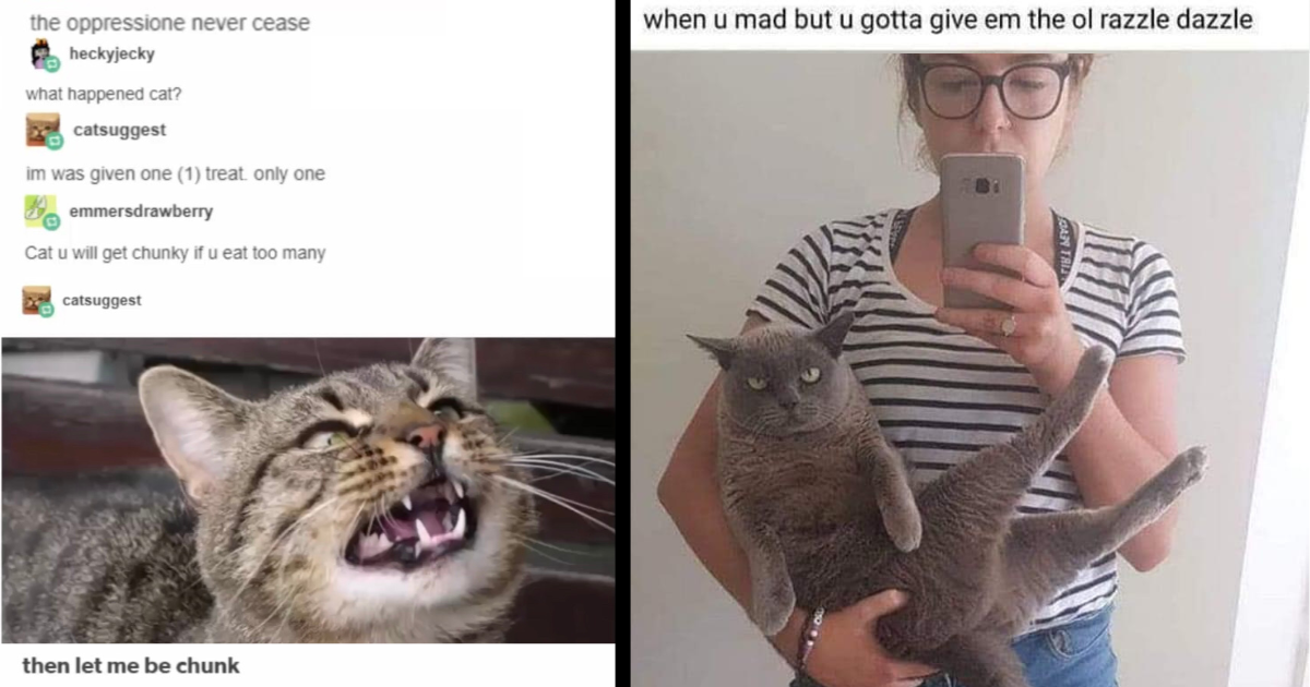 34 Purrfect Cat Memes to Whisker Away the Pain Until Your Next Therapy ...