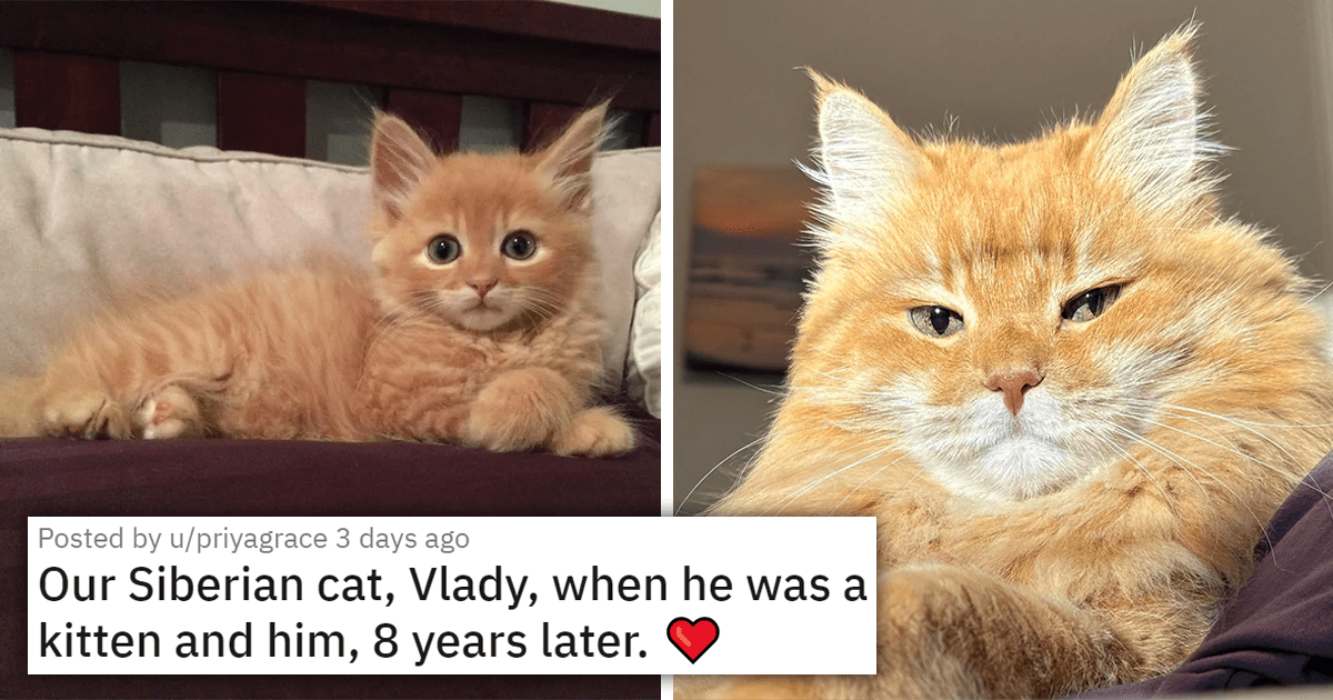 Daily Dose Of Cute This Weeks Best Compilation Of Cats Captured In