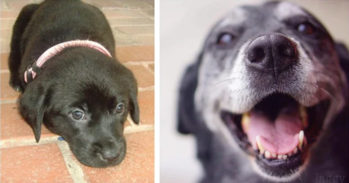 A Wholesome Handful Of Doggo Appreciation Of Cute Canines Going From ...