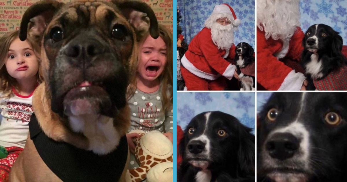 30 Pawsitively Howlarious Doggos That Made Our Christmas Photos That ...