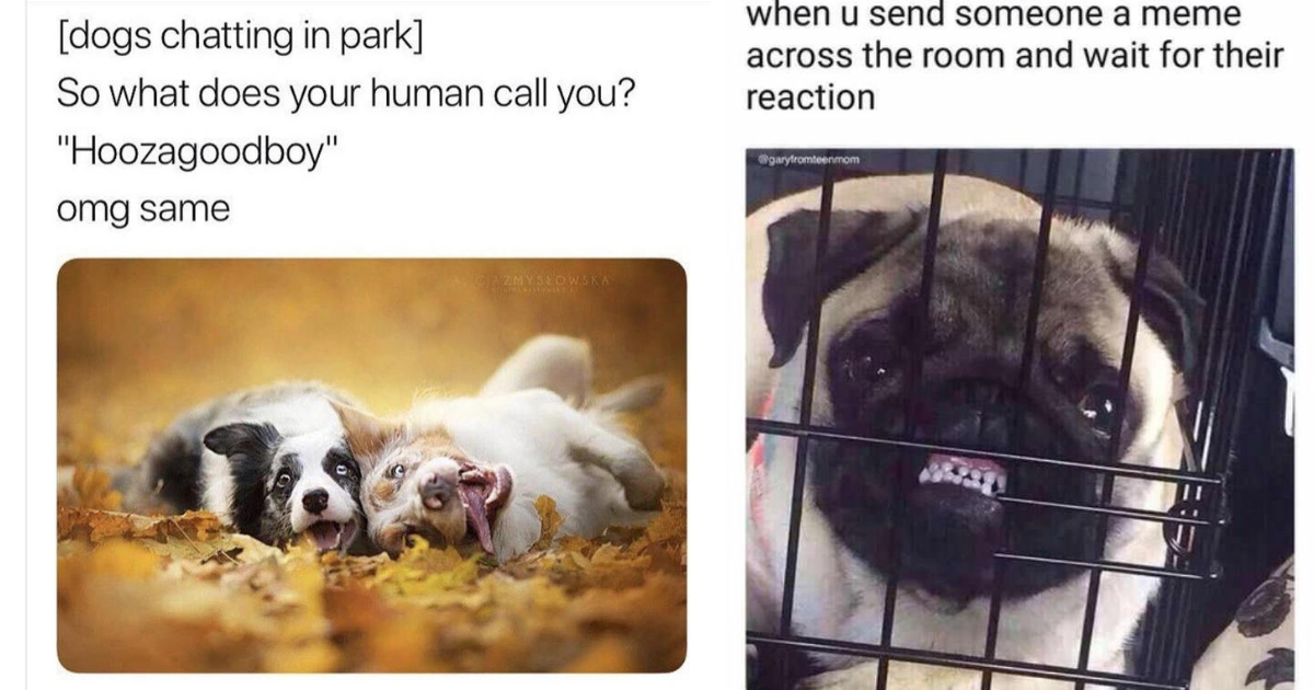 23 Ear Flopping Dog Memes That Will Have You Barking Up the Funny Tree ...