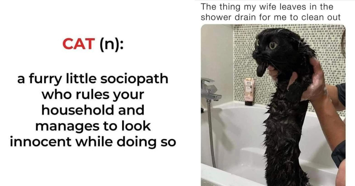 40 Cute And Sassy Cat Memes To Cuddle With At Home (December 12, 2023) - I Can Has Cheezburger?