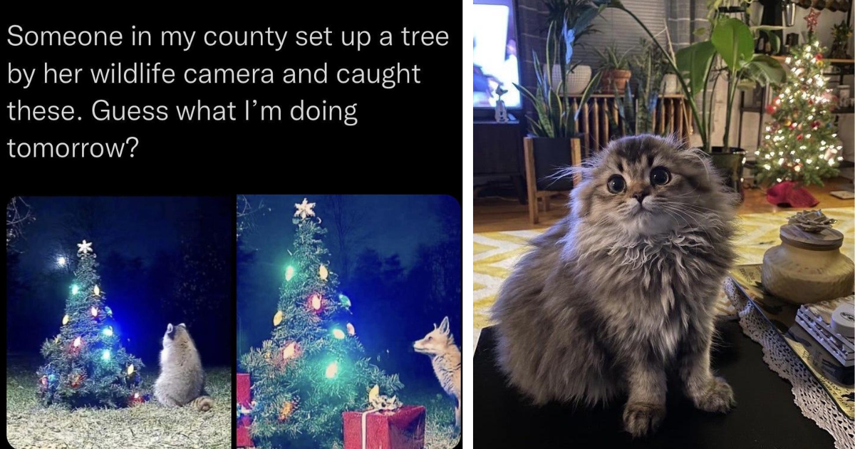 44 Wholesome Animal Pics And Memes To Start The Weekend With A ...