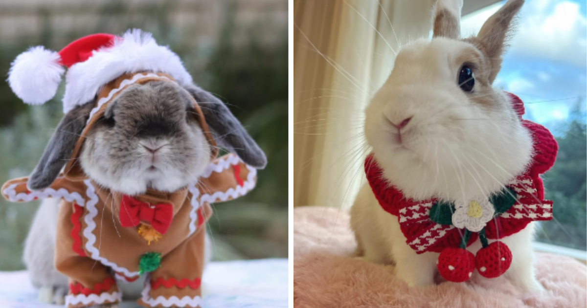 Whiskered Wonders: 22 Cuddly Christmas Bunnies Bringing Holiday Cheer ...