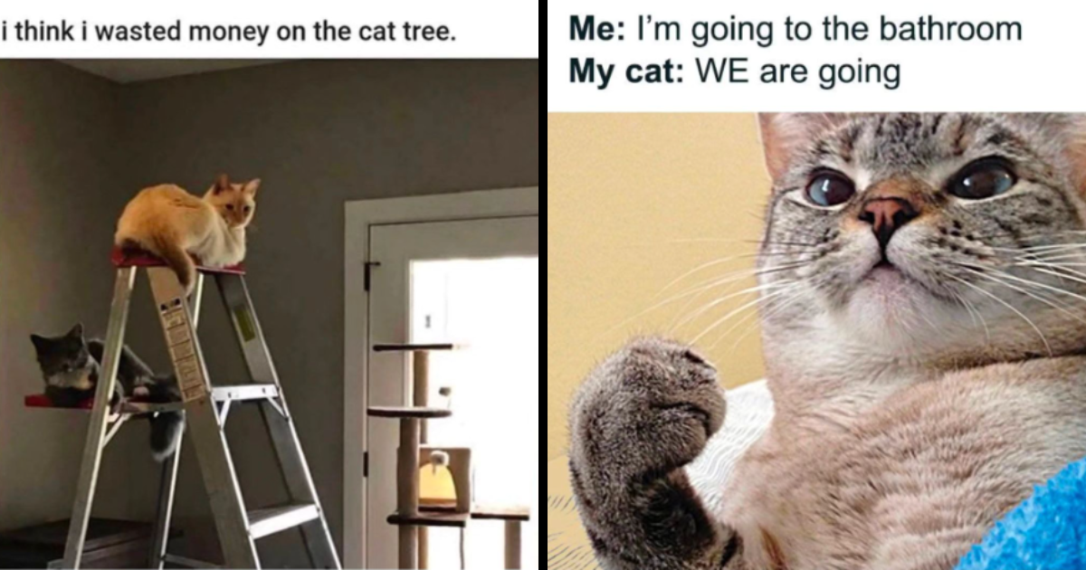 24 Witty Wednesday Cat Memes For A Pawsitively Purrfect Day - I Can Has ...