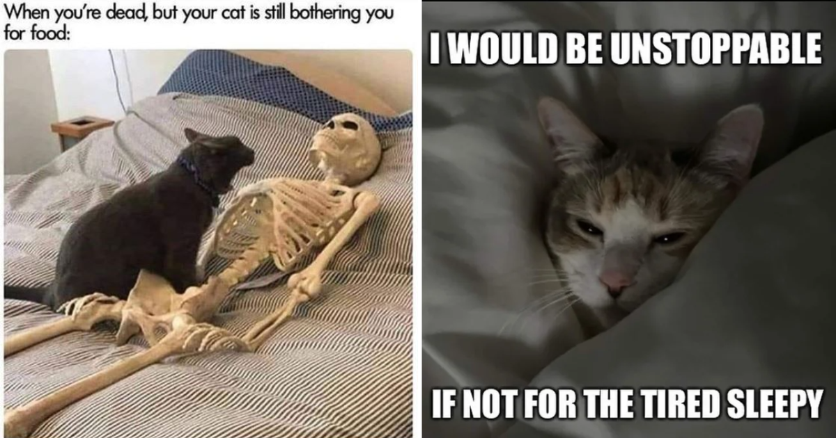 31 Cute And Sassy Cat Memes To Cuddle With At Home (December 13, 2023) - I Can Has Cheezburger?