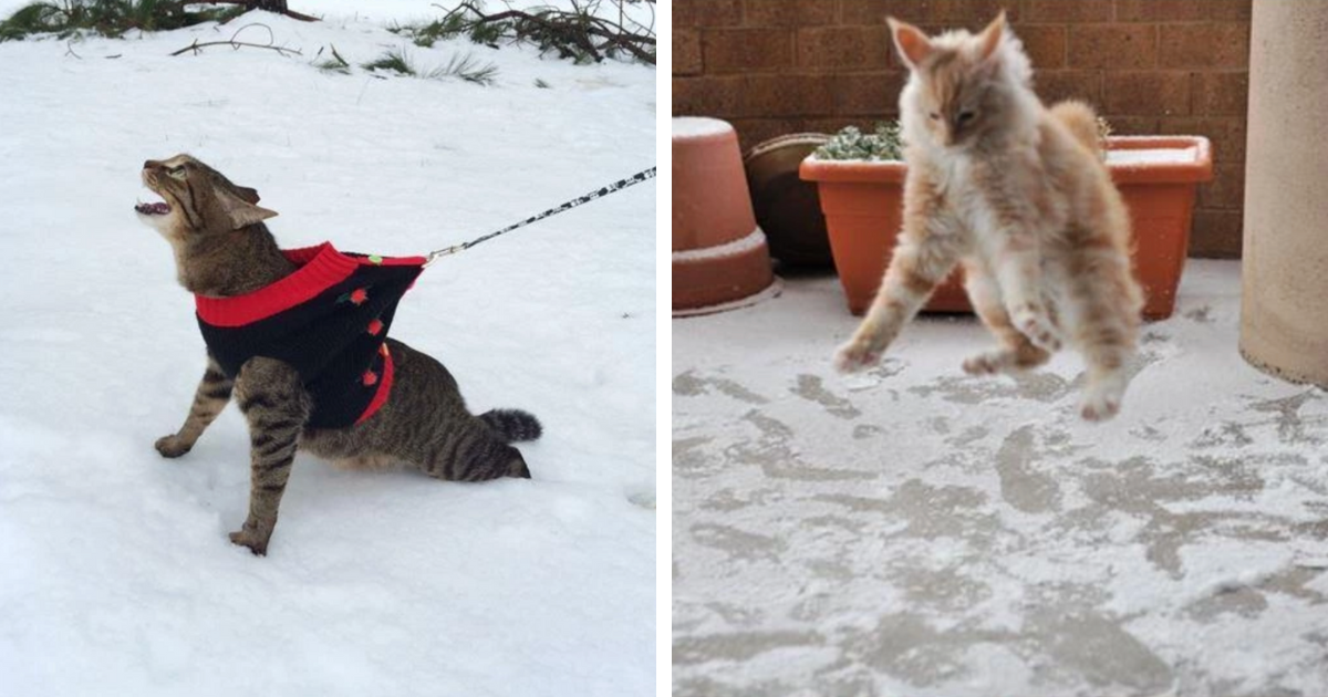 Cats Vs. Snow: A Hissterical Compilation Of Cats Having An Un-brrr ...