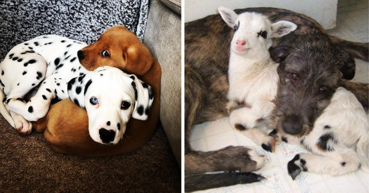 Cuddly Companions: 21 Awwdorable Animal Duos Perfecting The Art Of ...