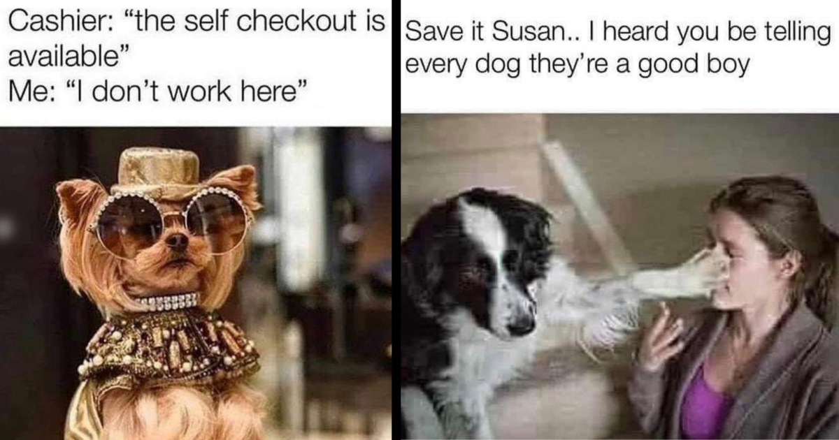 37 Funniest Animal Memes To Help You Giggle Your Way Into A New Work ...