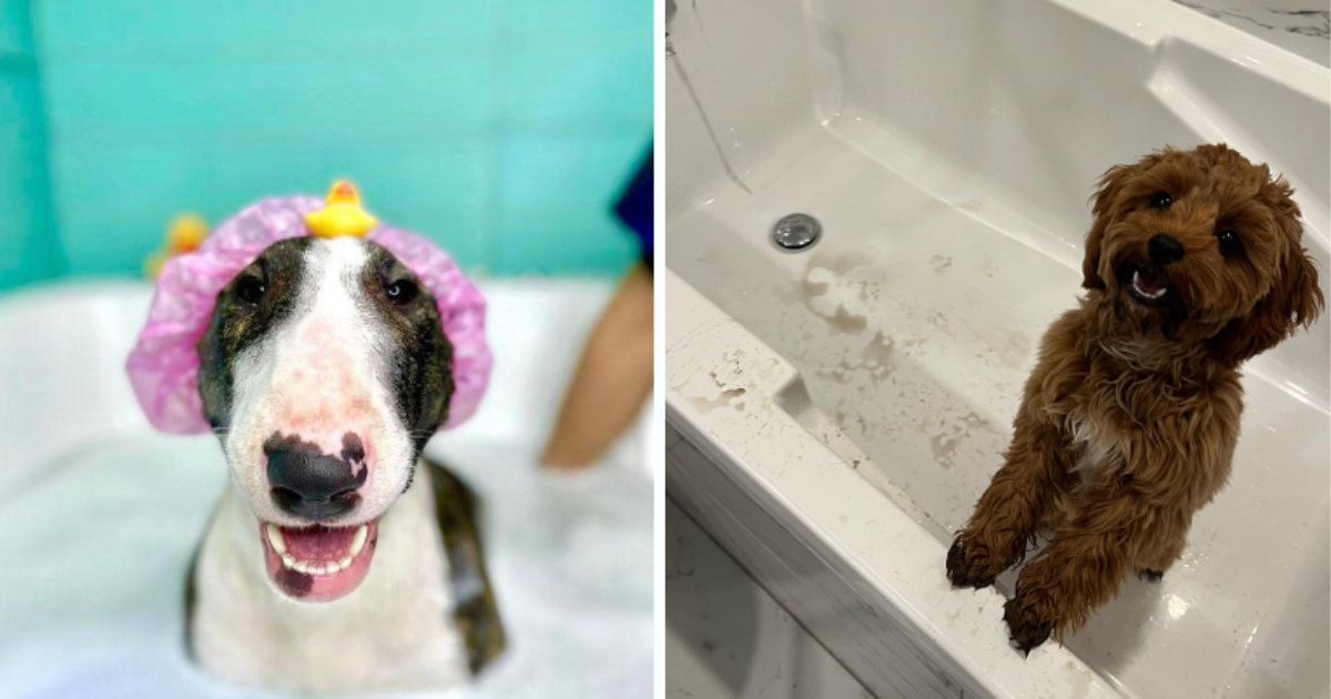 Bath Time Adventures With 23 Pups Ready For Splish Splash Fun - Animal ...