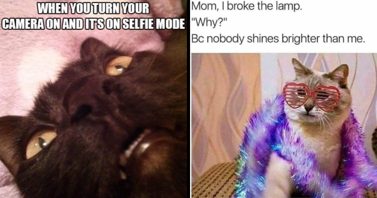 Furry Friday Feline Fun With 25 Pawsitively Hissterical Cat Memes - I ...