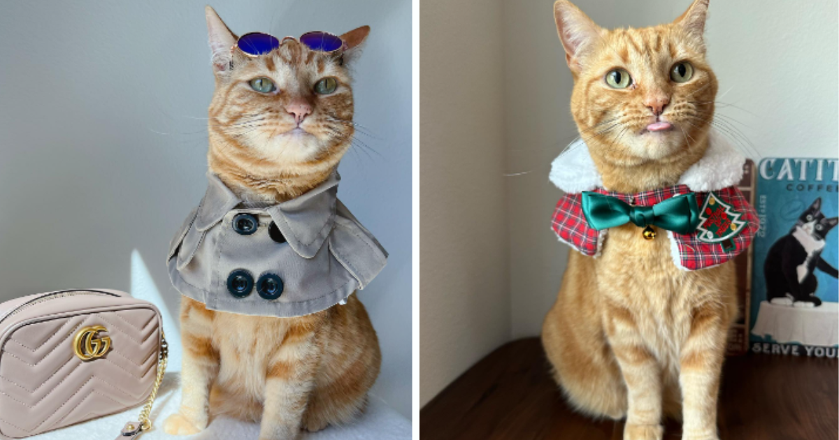 25 Pawsitively Stylish Tabby Cats With Feline Fashion Styles That Are ...