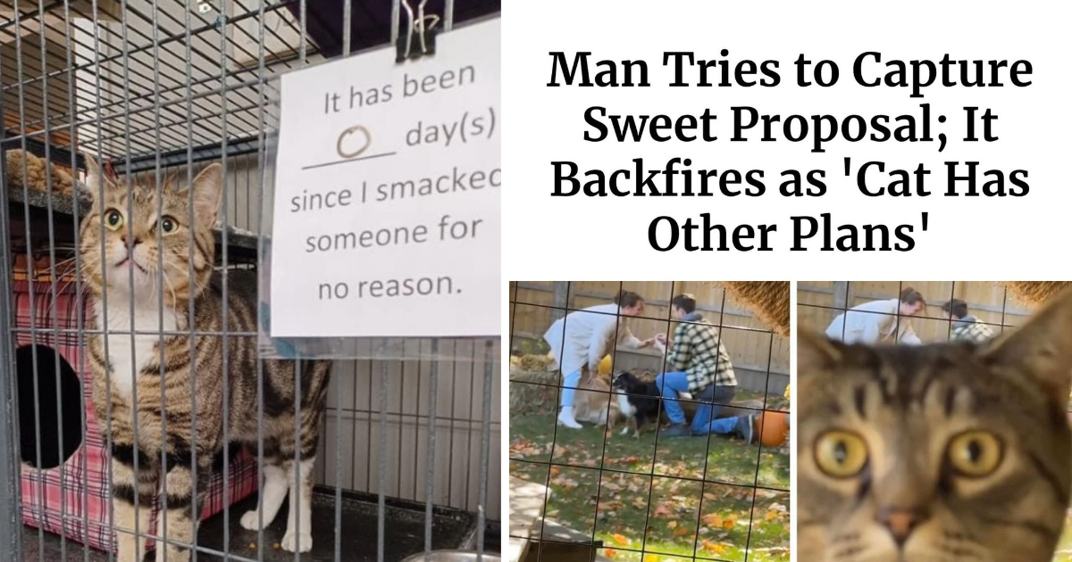 Heartwarming Memes Of Cats Being Weird Little Guys To Brighten Your Day ...