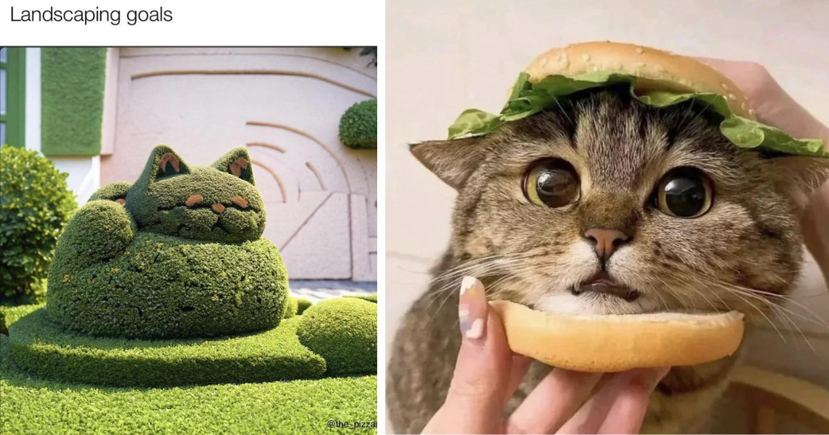 30 Cute And Sassy Cat Memes To Cuddle With At Home (December 14, 2023) - I Can Has Cheezburger?
