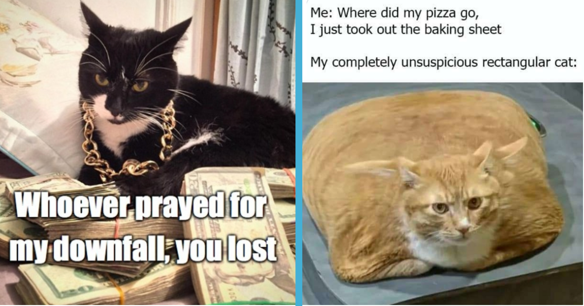 Caturday Night Fever: 34 Hilarious Cat Memes To Cure Your Weekend ...