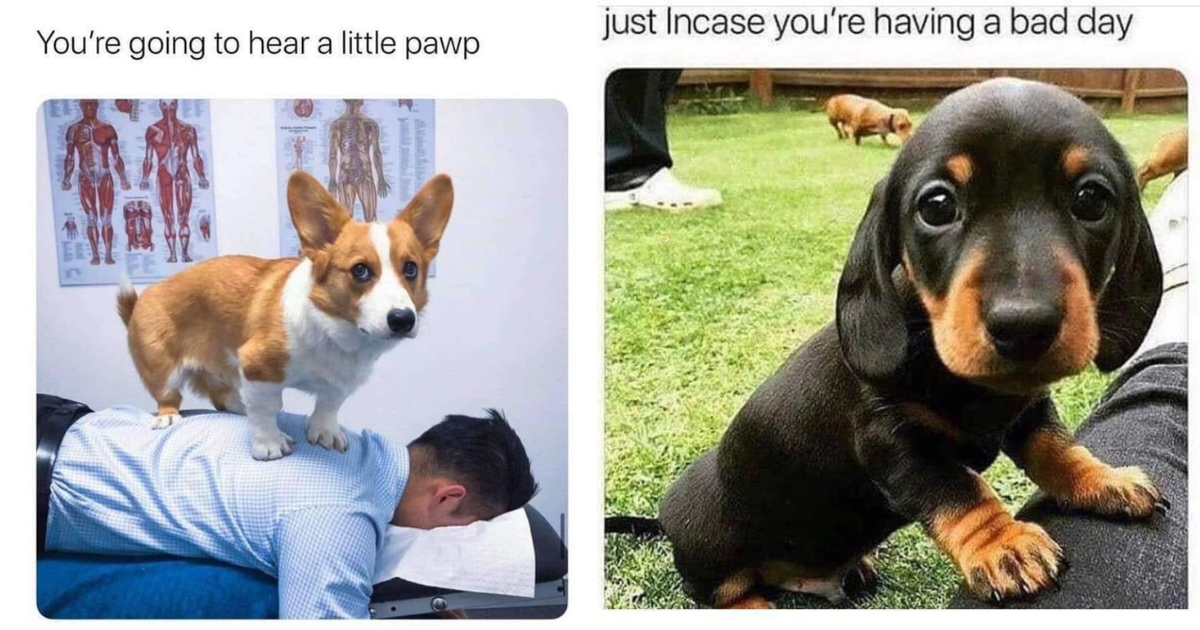33 Ear Flopping Dog Memes That Will Have You Barking Up the Funny Tree ...