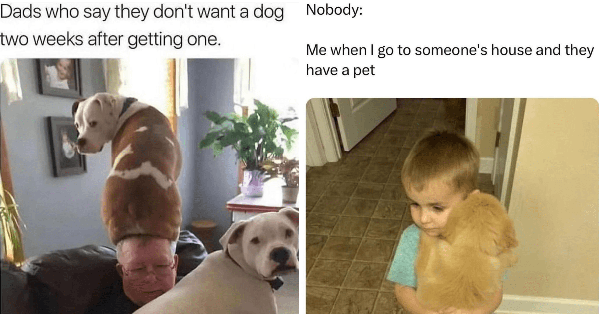 Absurdly Amusing Animal Memes For Your Sunday Scroll In The Park ...