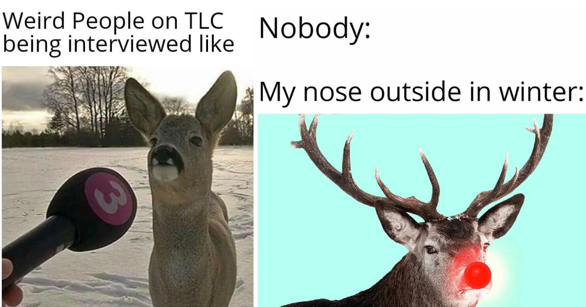 Wild And Wacky Animal Memes To Recharge Your Funny Bone For The Week ...