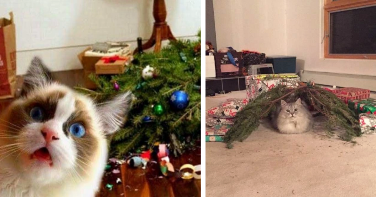 Christmas Cat-astrophes: 23 Funny Photos Of A Feline Fueled Whiskery ...