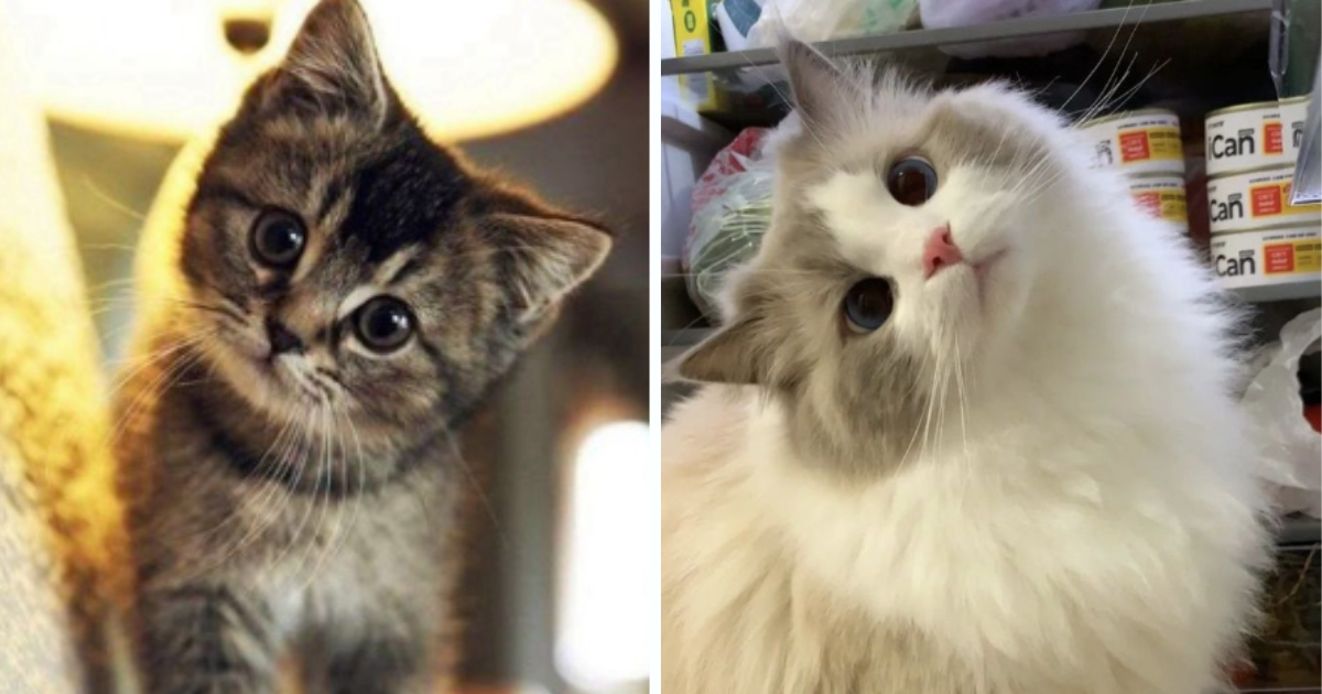 26 Cute Captivating Kittens For A Sunday Full Of Awwdorable Charm - I ...