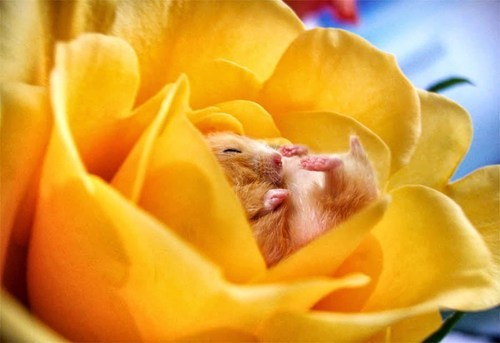 12 Cuties are Blooming in Springtime! - Daily Squee - Cute Animals ...