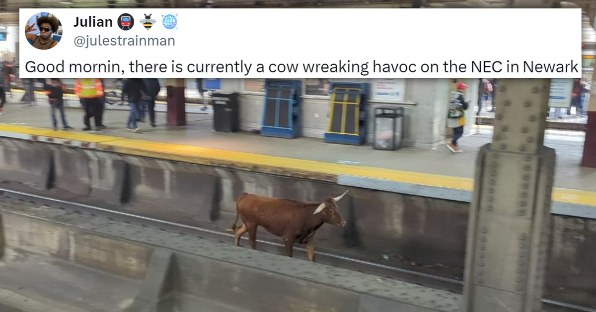 In A Hilarious Incident In The NEC Train Station, Cow Escapes Sanctuary ...