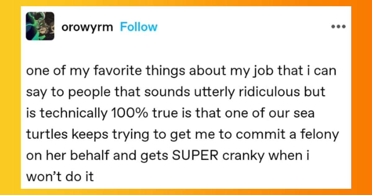 Tumblr Thread: Cranky, Spoiled And Hilariously Fussy Sea Turtle ...