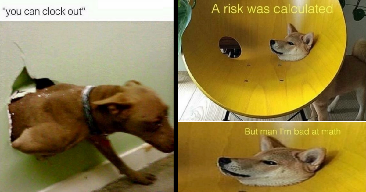 Doggie Dump of Dopamine To Ride Until The End Of A Ruff Work Week ...