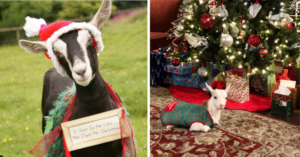 Bring In The Holiday Cheer With 23 Terrifically Trotting Goats ...