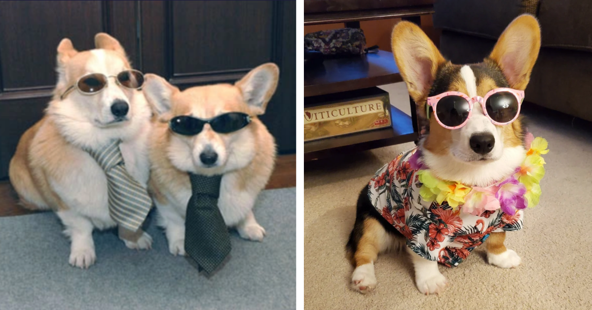Incorgnito Experts: 23 Super Sneaky And Not Suspicious Corgis & Mixes ...