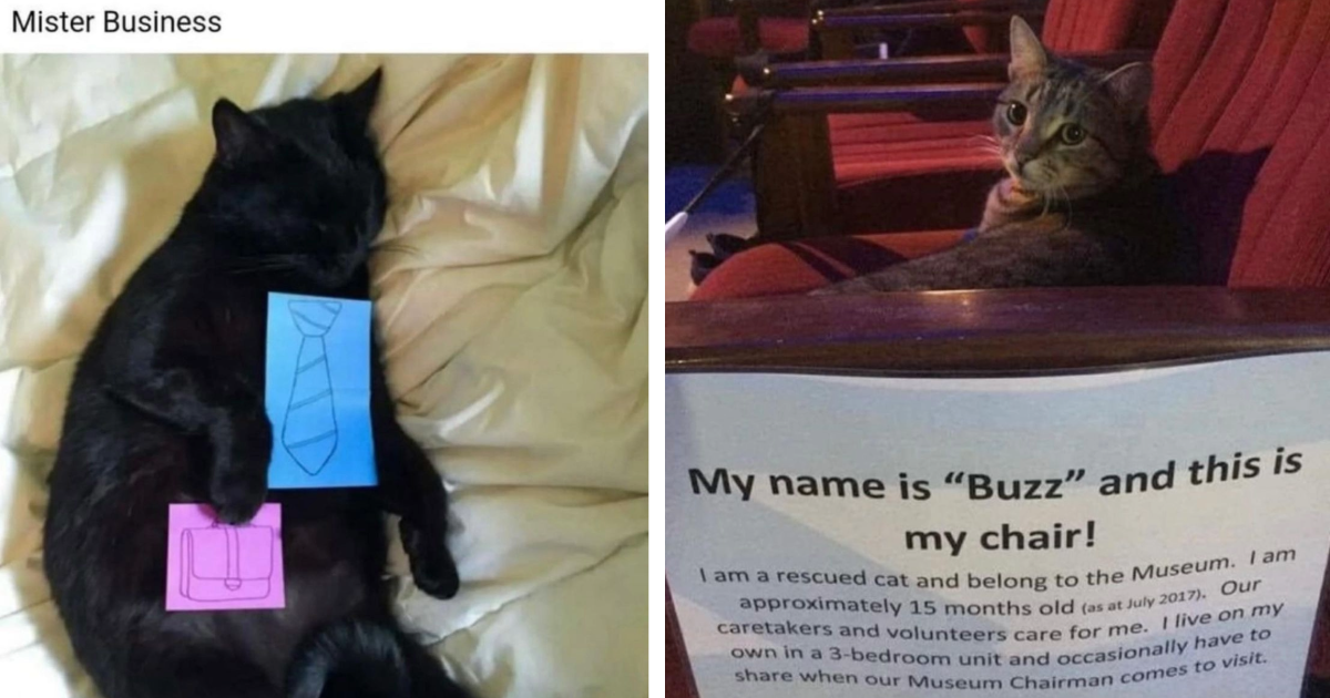 Heartwarming Memes Of Cozy Cats Living Their Best Lives At Home - I Can ...