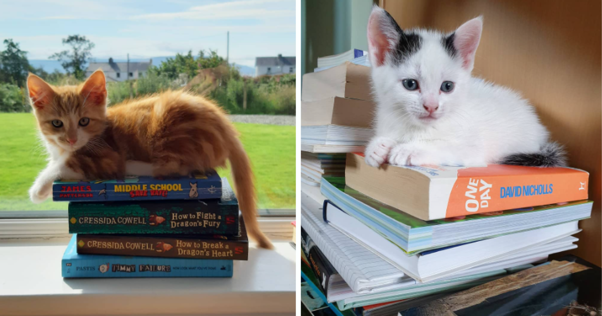 23 Cute Content Cats Curled Up On Books For A Feline Fine Day - I Can ...