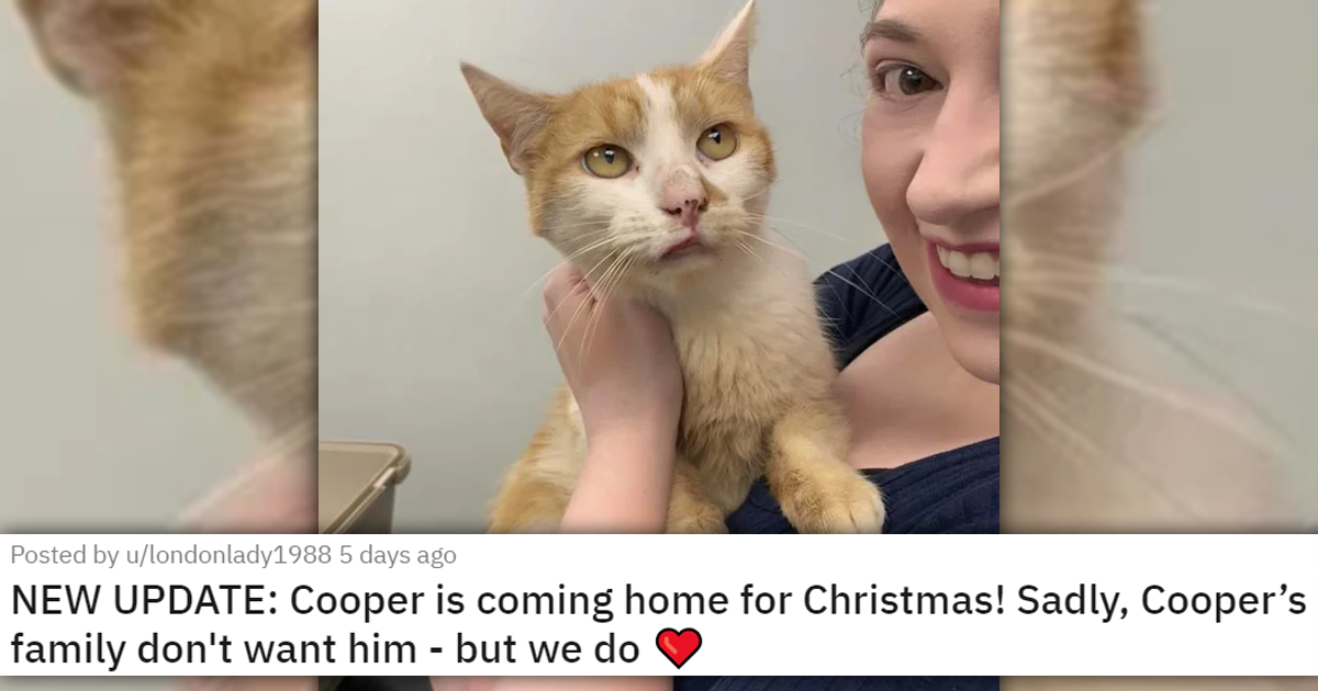 Paws And Embrace The Cattitude: 20 Purrfectly Funny And Cute Cats For A ...