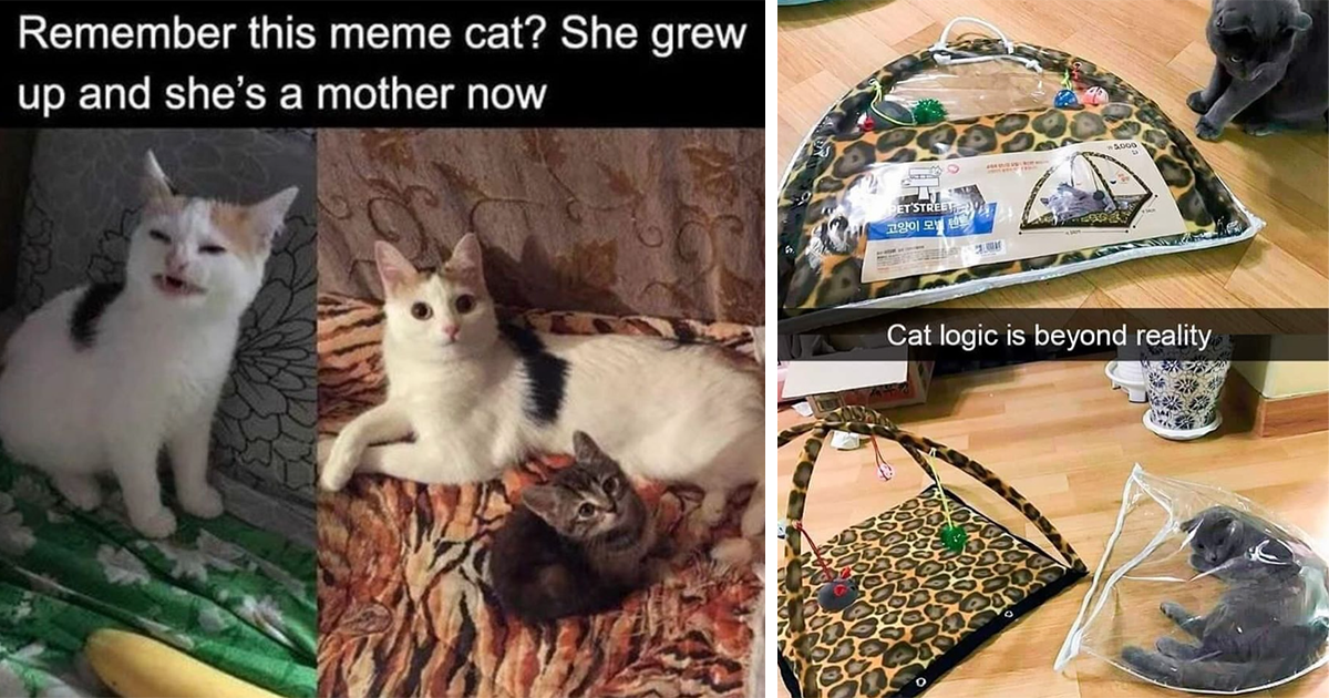Mid-Week Madness: A Flurry of Feline Memes For Every Cat Person Who Can ...