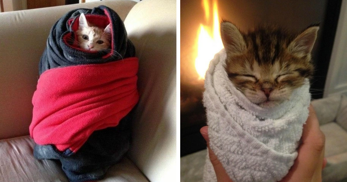 30 Beautiful Bundles Of Feline Joy In The Form Of 30 Purrfectly ...