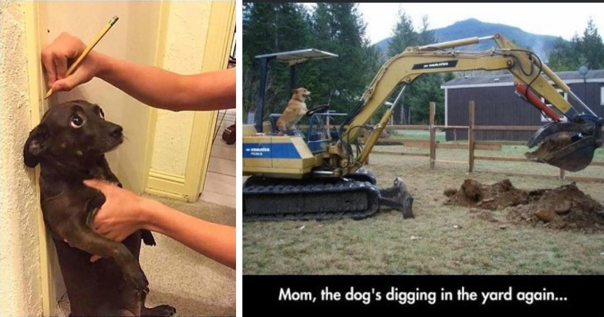 34 Ear Flopping Dog Memes That Will Have You Barking Up the Funny Tree ...