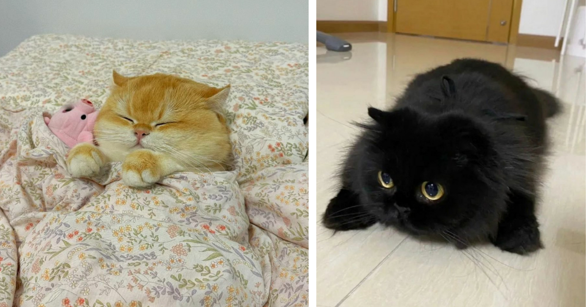 34 Overly Floofy Felines For A Fantastically Fluffy Day Full Of Fun ...