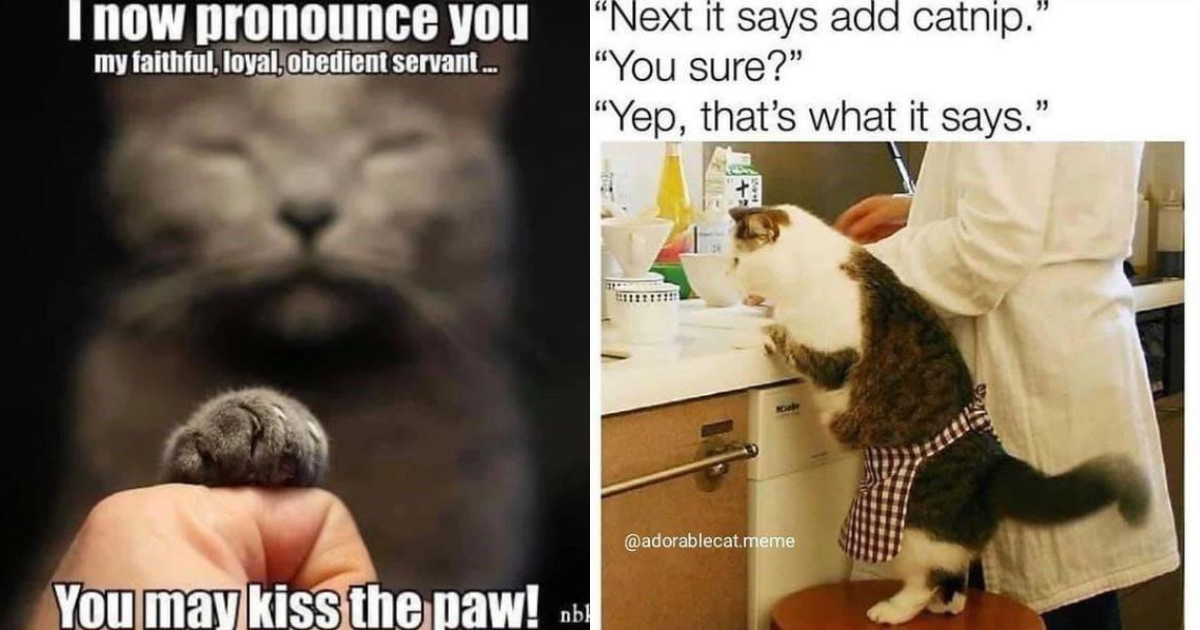 26 Cute And Sassy Cat Memes To Cuddle With At Home (December 19, 2023) - I Can Has Cheezburger?