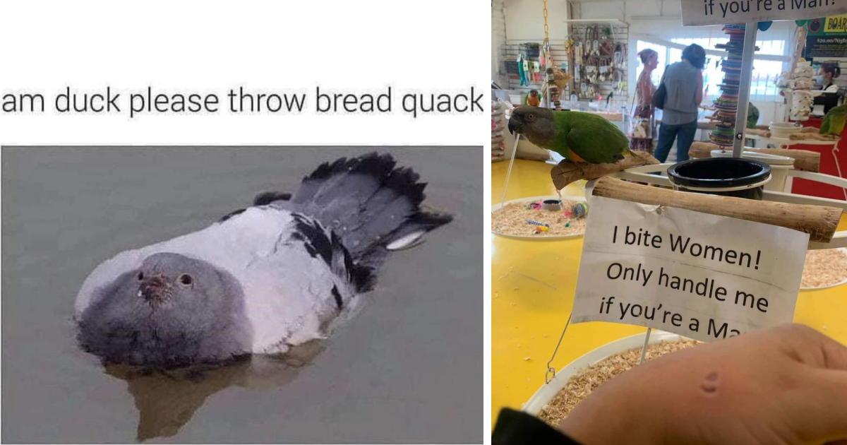 Awkward Animal Memes To Add Some Randomness To Your Day - Animal Comedy ...