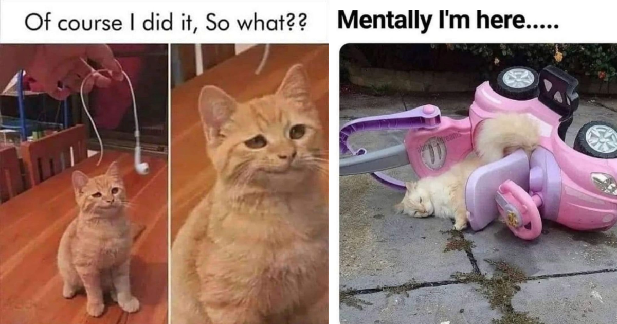 Out Of Control Cat Memes For Clawminal Cat Lovers - I Can Has Cheezburger?