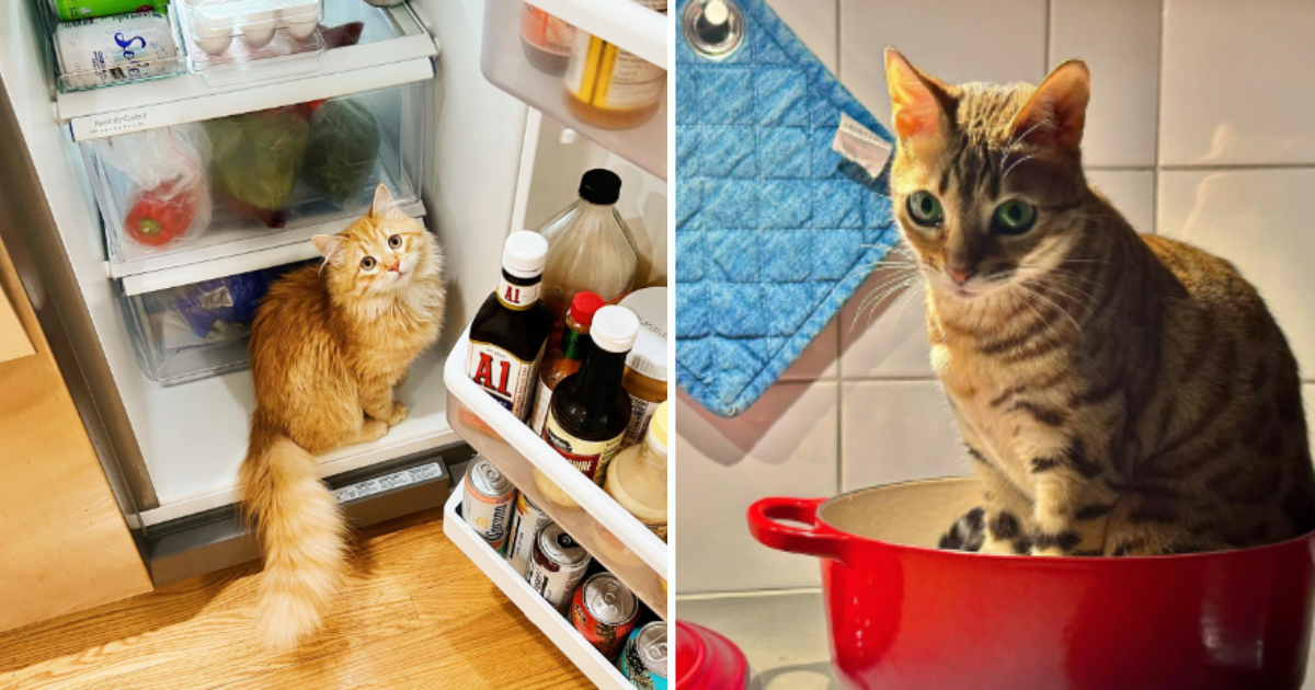 23 Curious Kitchen Kitties Caught In Cute Mischievous Moments - I Can ...