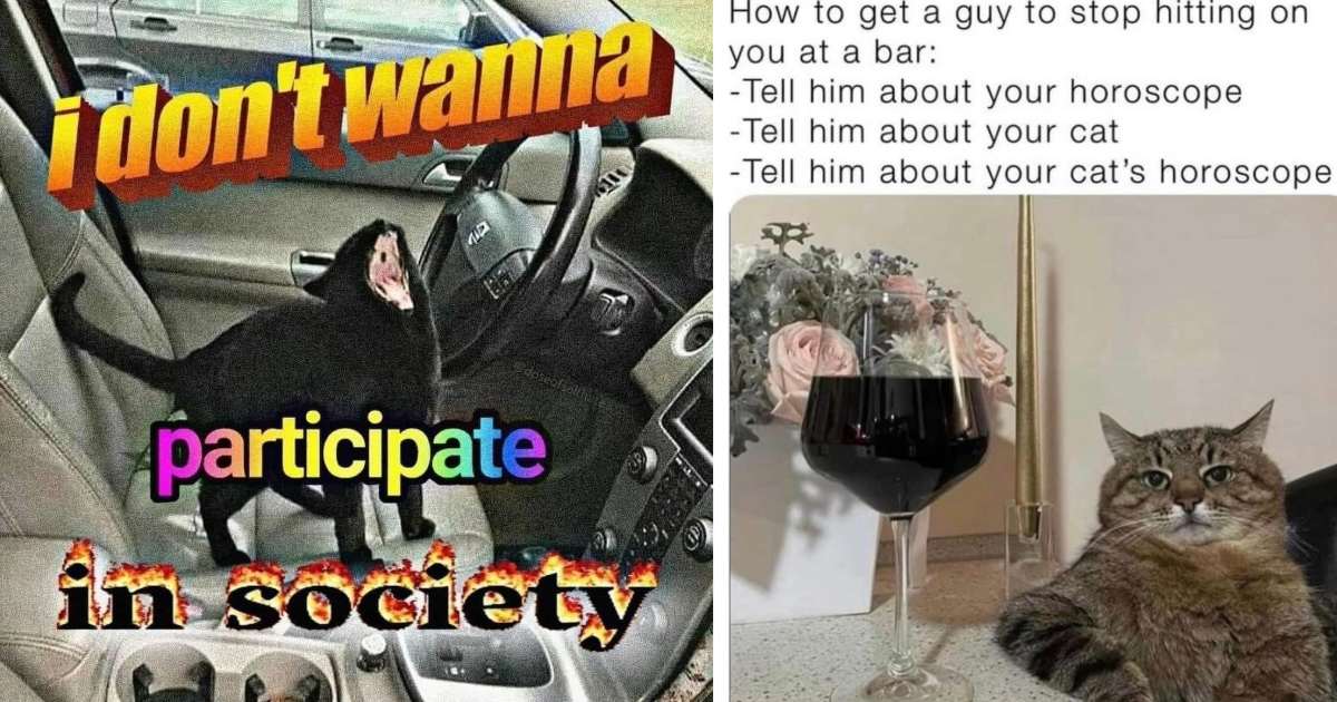 How To Cat: A Hissterical Meme Journey Through The Feline Mind - I Can ...