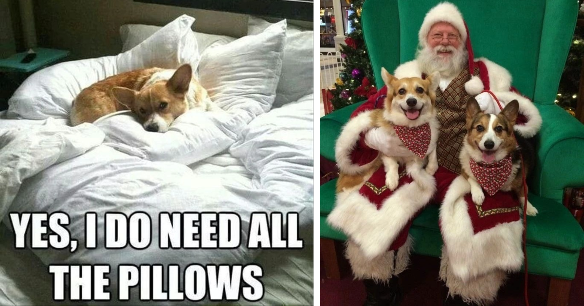 Cute Corgi Memes And Pics For A Pawdorable Wholesome Mood Boost ...